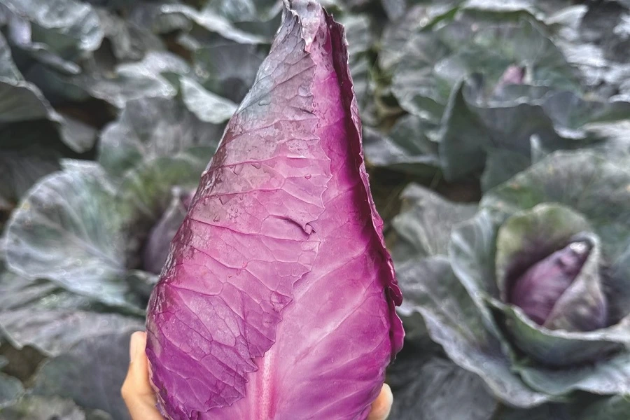 Fruit Logistica 2026: How the fresh produce sector is tackling climate ...