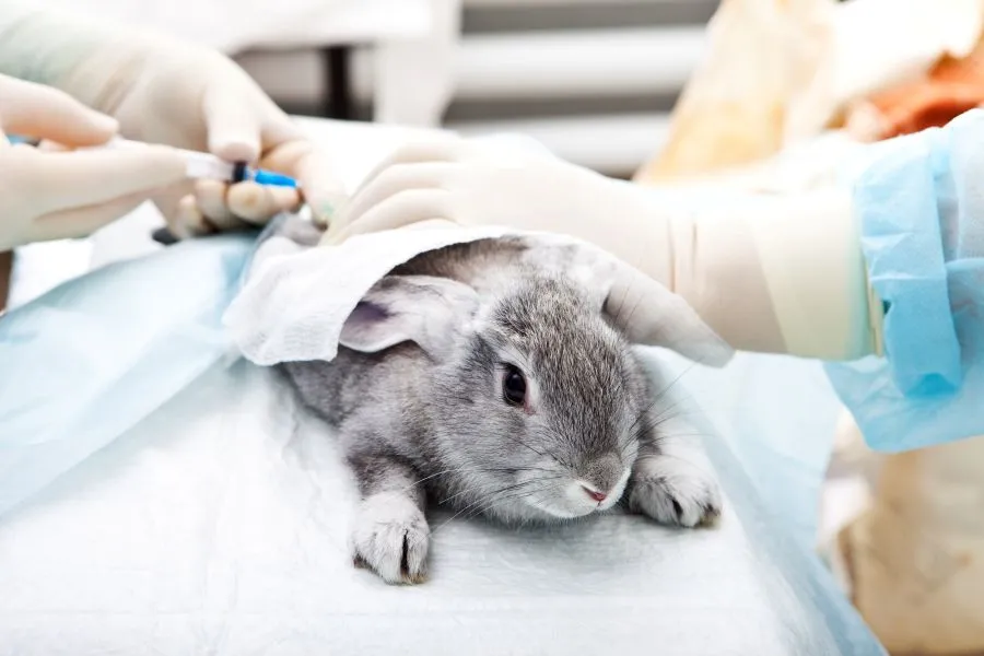 AI ends animal testing? Researchers create “most accurate” skin ...