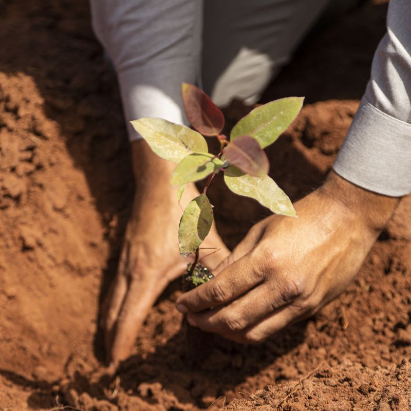 Suzano starts operating world’s largest pulp production line