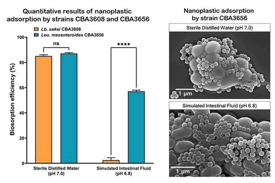 Kimchi bacteria flush nanoplastics from gut with added heart health ...