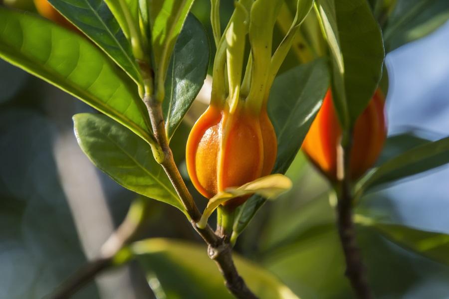 FDA accelerates natural dye adoption with gardenia blue approval