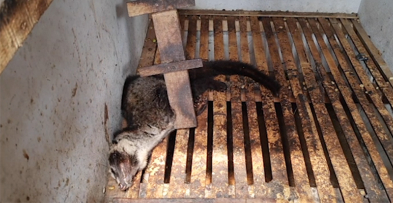 Kopi luwak controversy: PETA uncovers animal cruelty in coffee trade