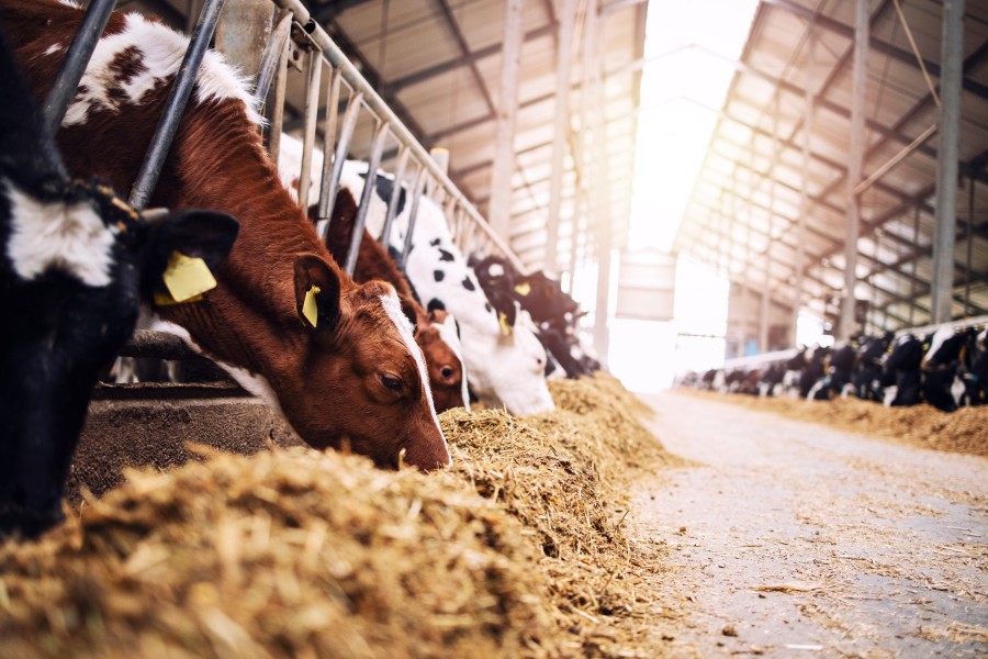 ProVeg Brazil project helps farmers switch from animal production to ...
