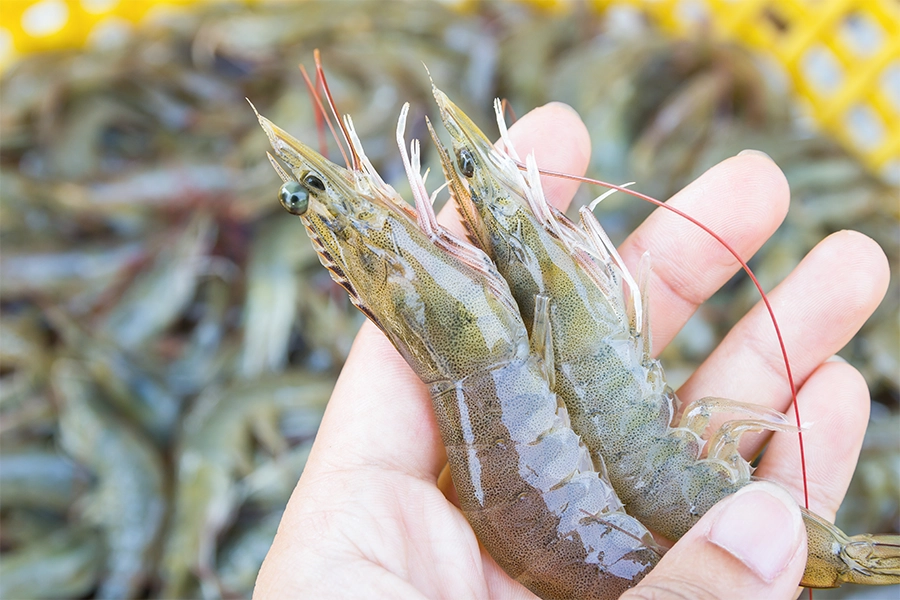Why UK supermarkets have committed to stricter prawn welfare standards