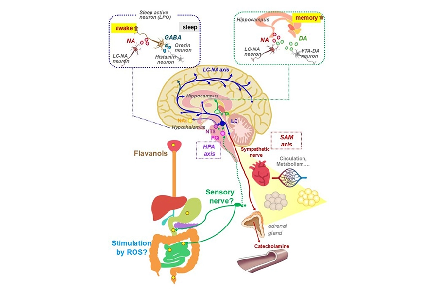 Dry, bitter foods awaken the brain, delivering exercise-like benefits ...
