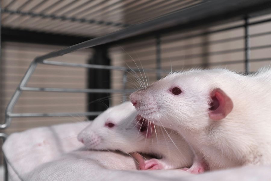 US lawmakers reintroduce Humane Cosmetics Act to end animal testing