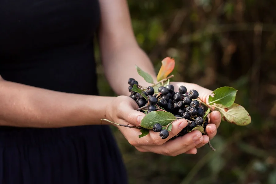 Brainberry: Solabia Nutrition’s aronia extract boosts memory and brain ...