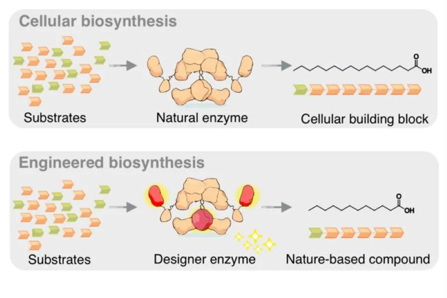 Researchers develop “designer yeast” as palm oil alternative