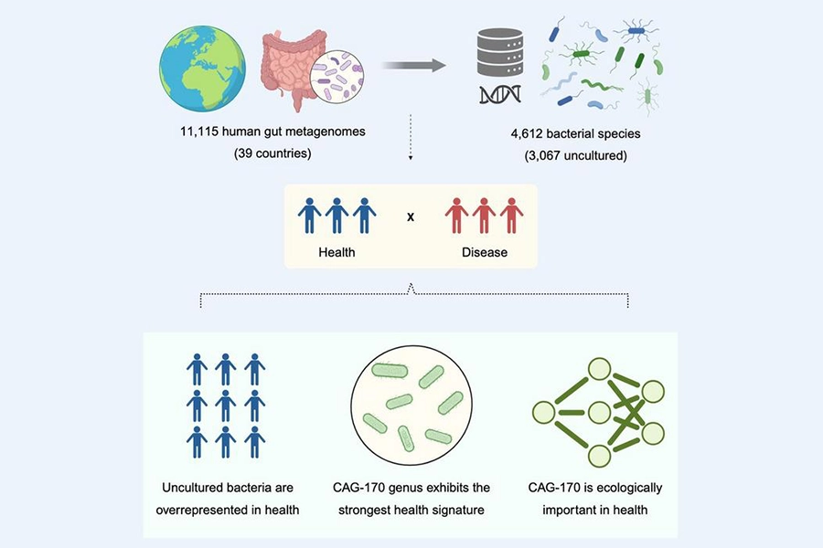 Cambridge researchers identify “hidden” gut microbes to unlock next-gen ...